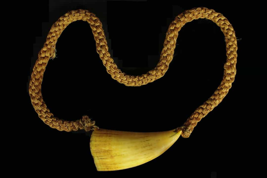 Fijian Tabua | Fijian Whaletooth tabua | Fijian Chiefs adornment