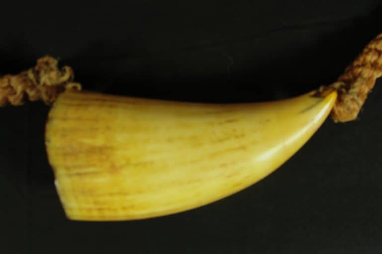 Fijian Tabua | Fijian Whaletooth tabua | Fijian Chiefs adornment