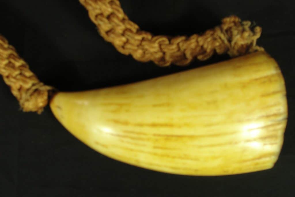 Fijian Tabua | Fijian Whaletooth tabua | Fijian Chiefs adornment