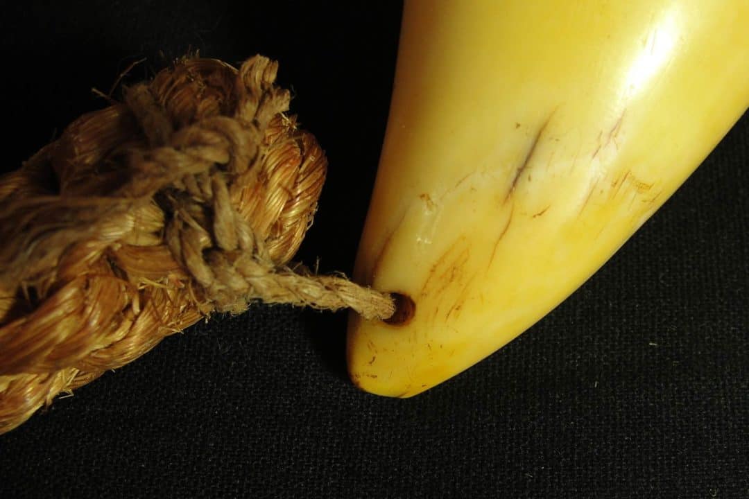 Fijian Tabua | Fijian Whaletooth tabua | Fijian Chiefs adornment