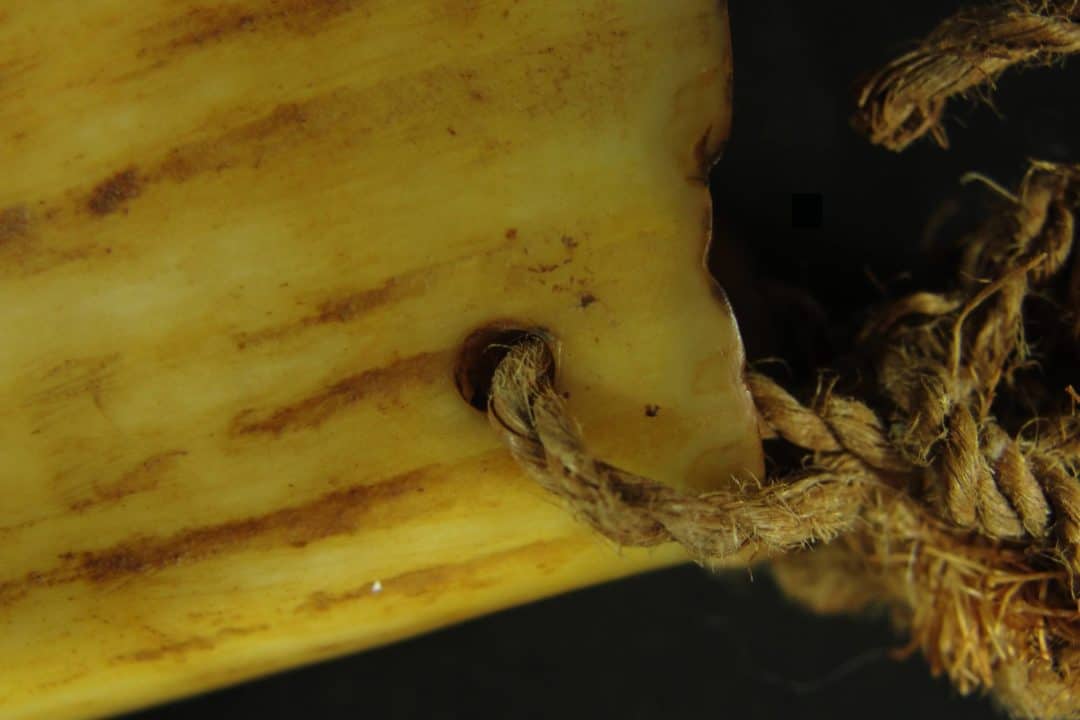 Fijian Tabua | Fijian Whaletooth tabua | Fijian Chiefs adornment