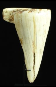 Traditional shell jewellery | sell Traditional shell jewellery | tribal ...